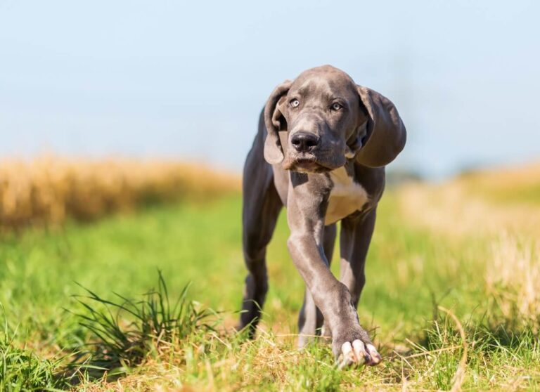 Blue Great Danes - Facts, Photos, and Care - Hello Danes