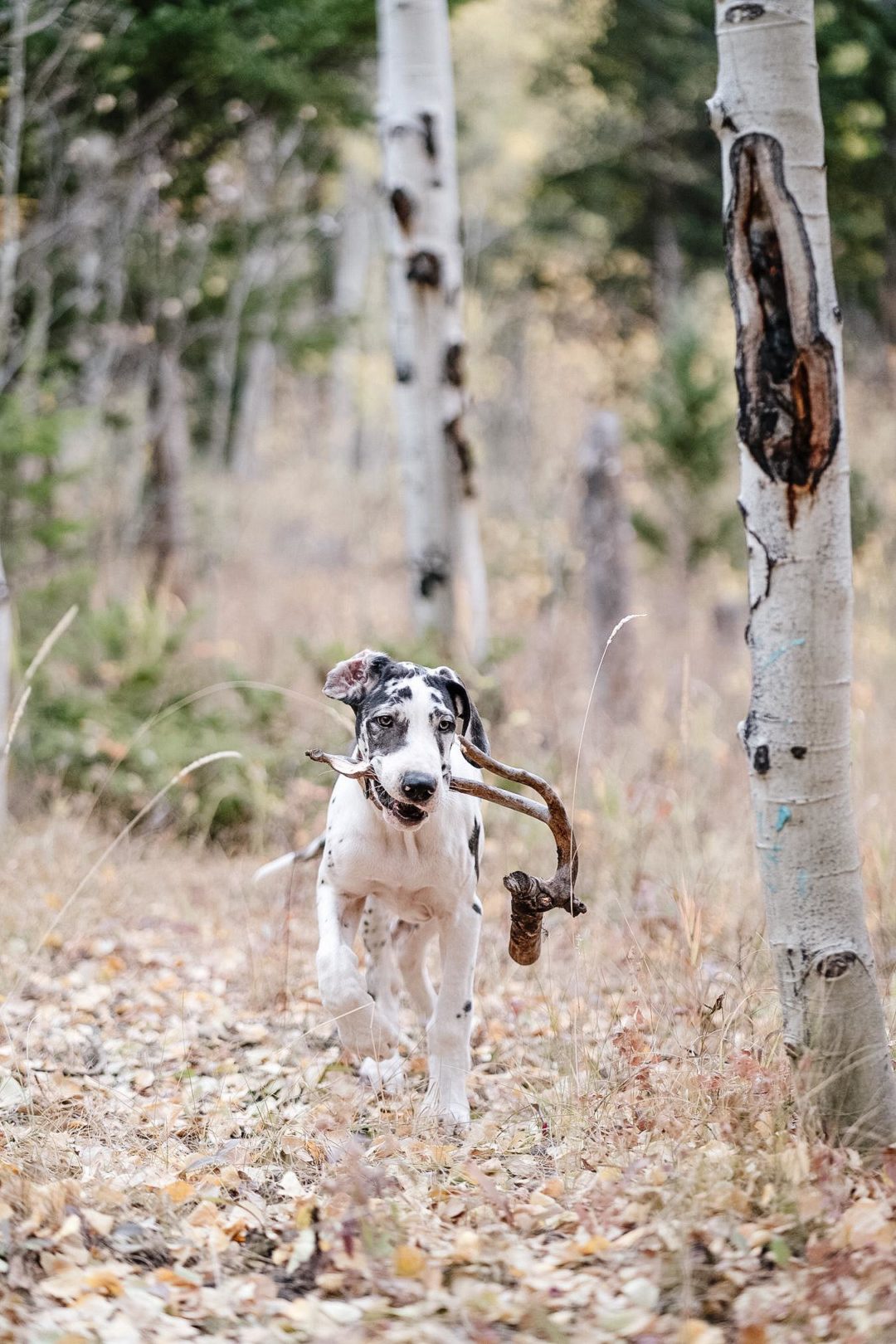 5 Ways to Strengthen Your Great Dane's Feet - Hello Danes
