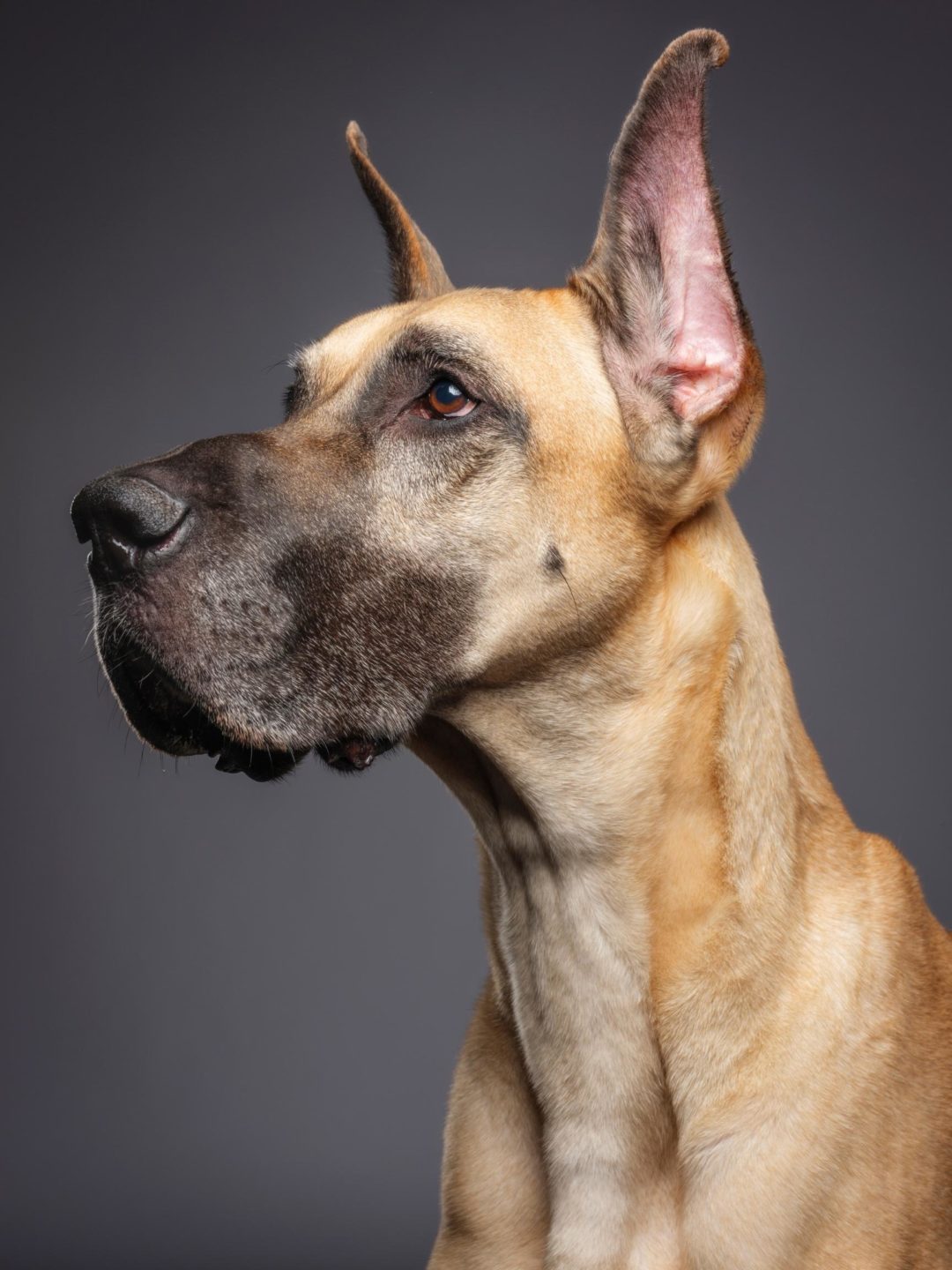 The 2 Sided Debate: Great Dane Ear Cropping - Hello Danes