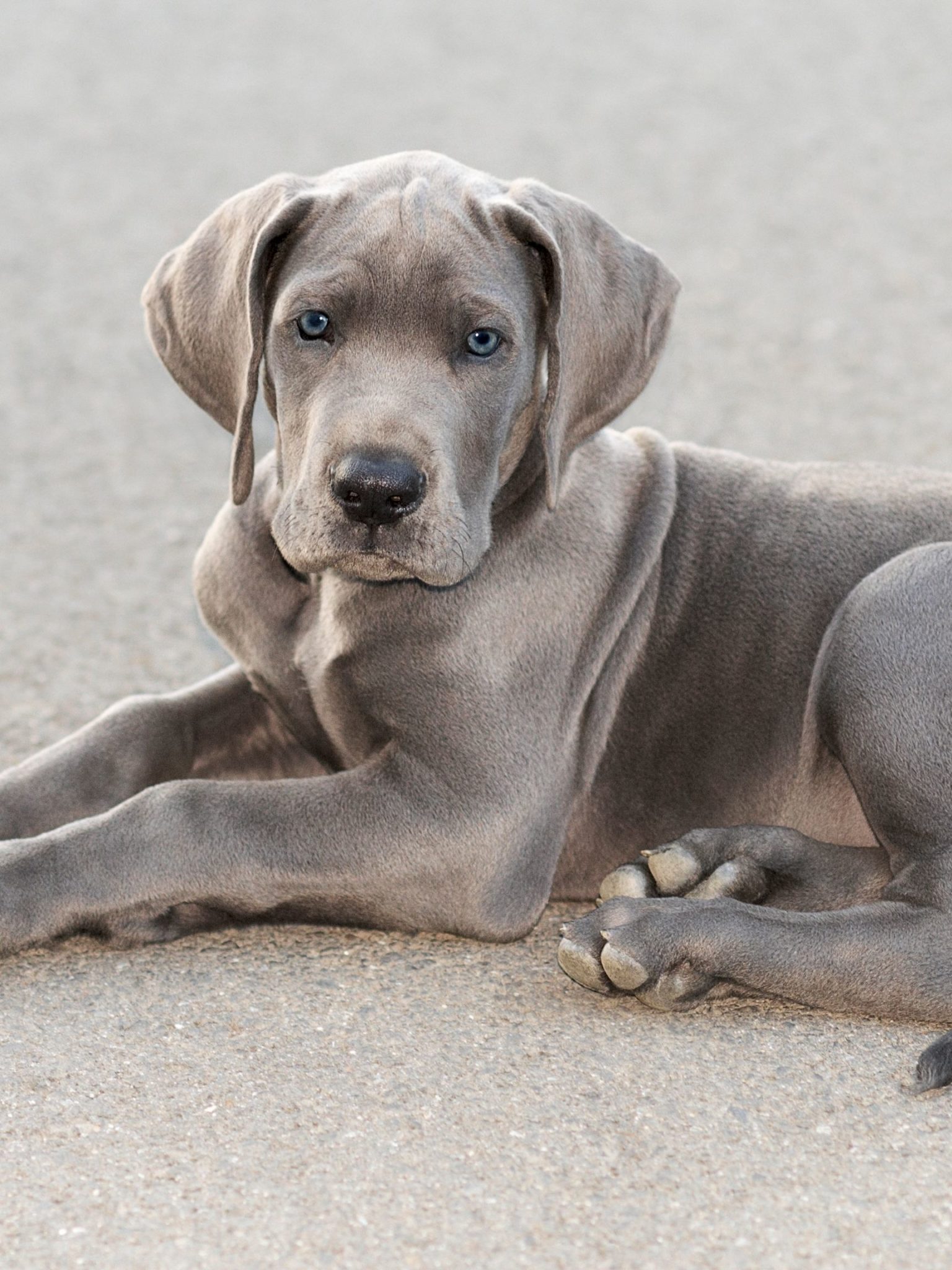What to Expect When You Bring a Great Dane Puppy Home - Hello Danes