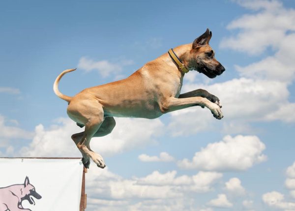 9 of the Best Tips to Having a Trained Great Danes - Hello Danes