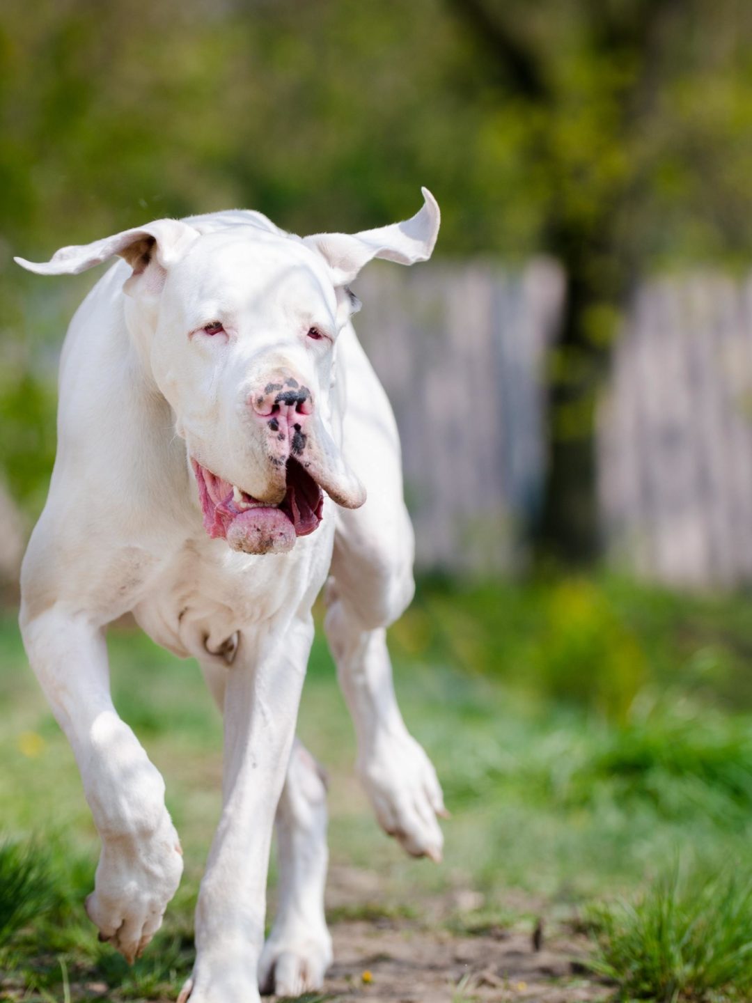 Double Merle Great Danes: 5 Facts About White Great Danes - Hello Danes