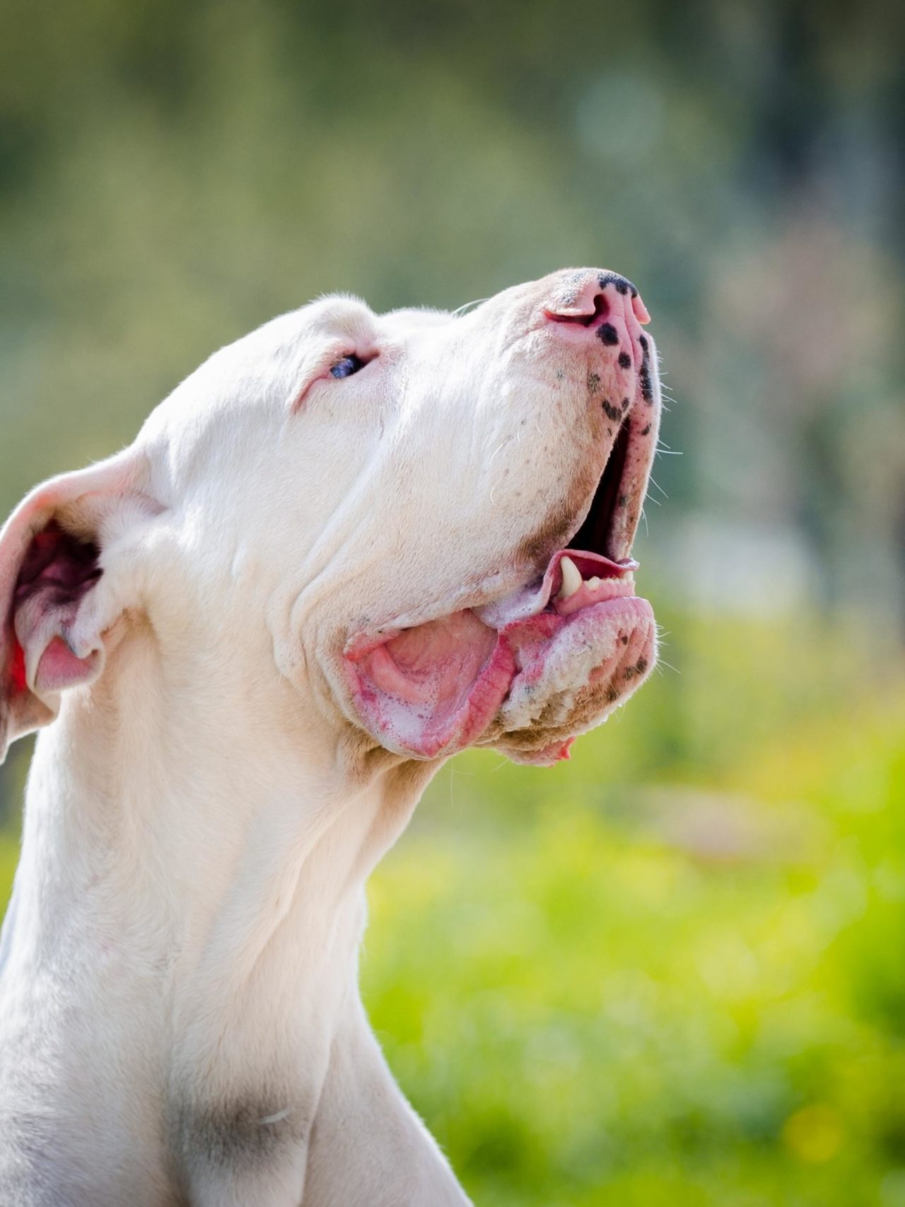 Double Merle Great Danes: 5 Facts About White Great Danes - Hello Danes
