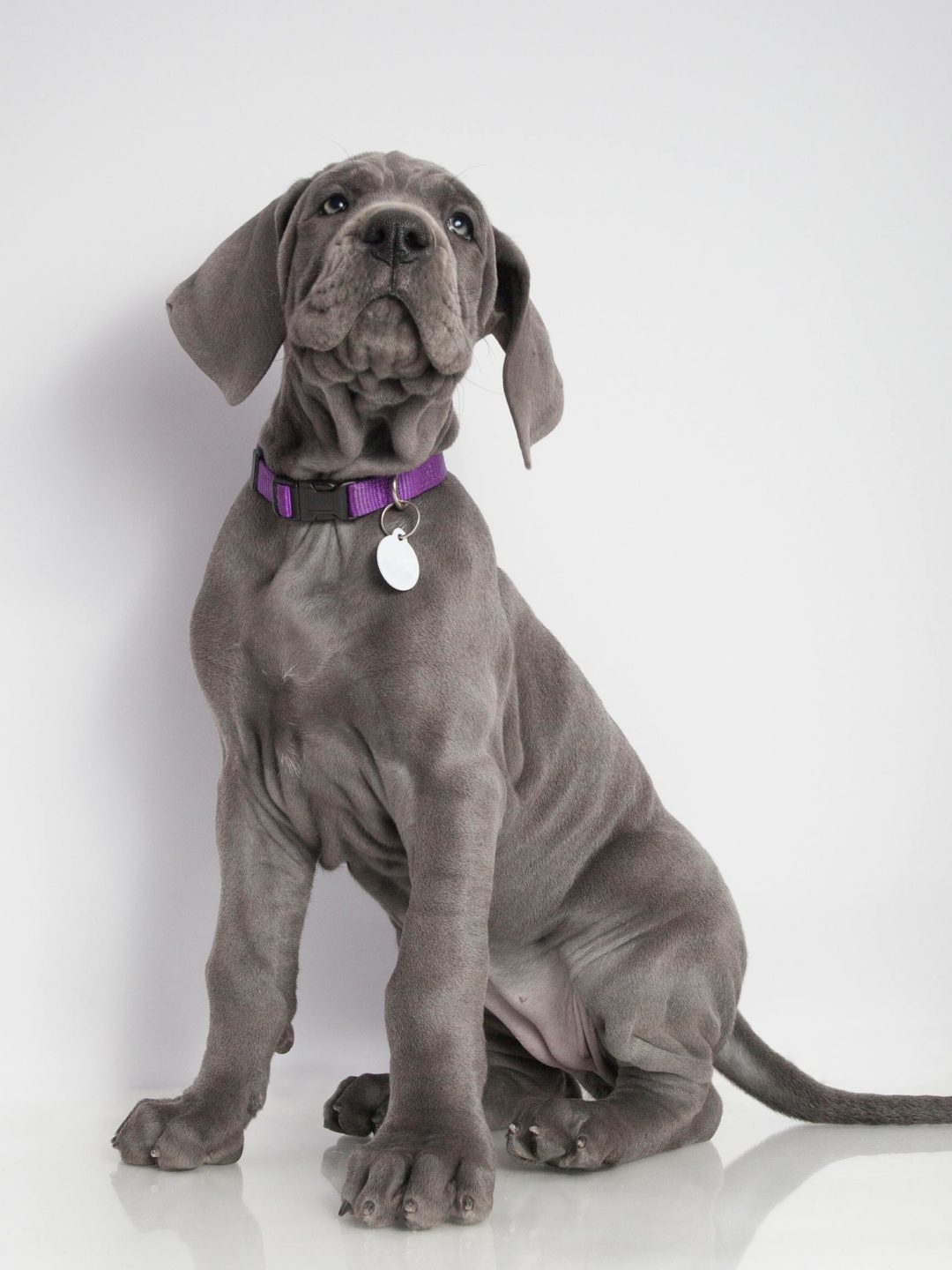 Great Dane Puppy Socialization - Hello Danes