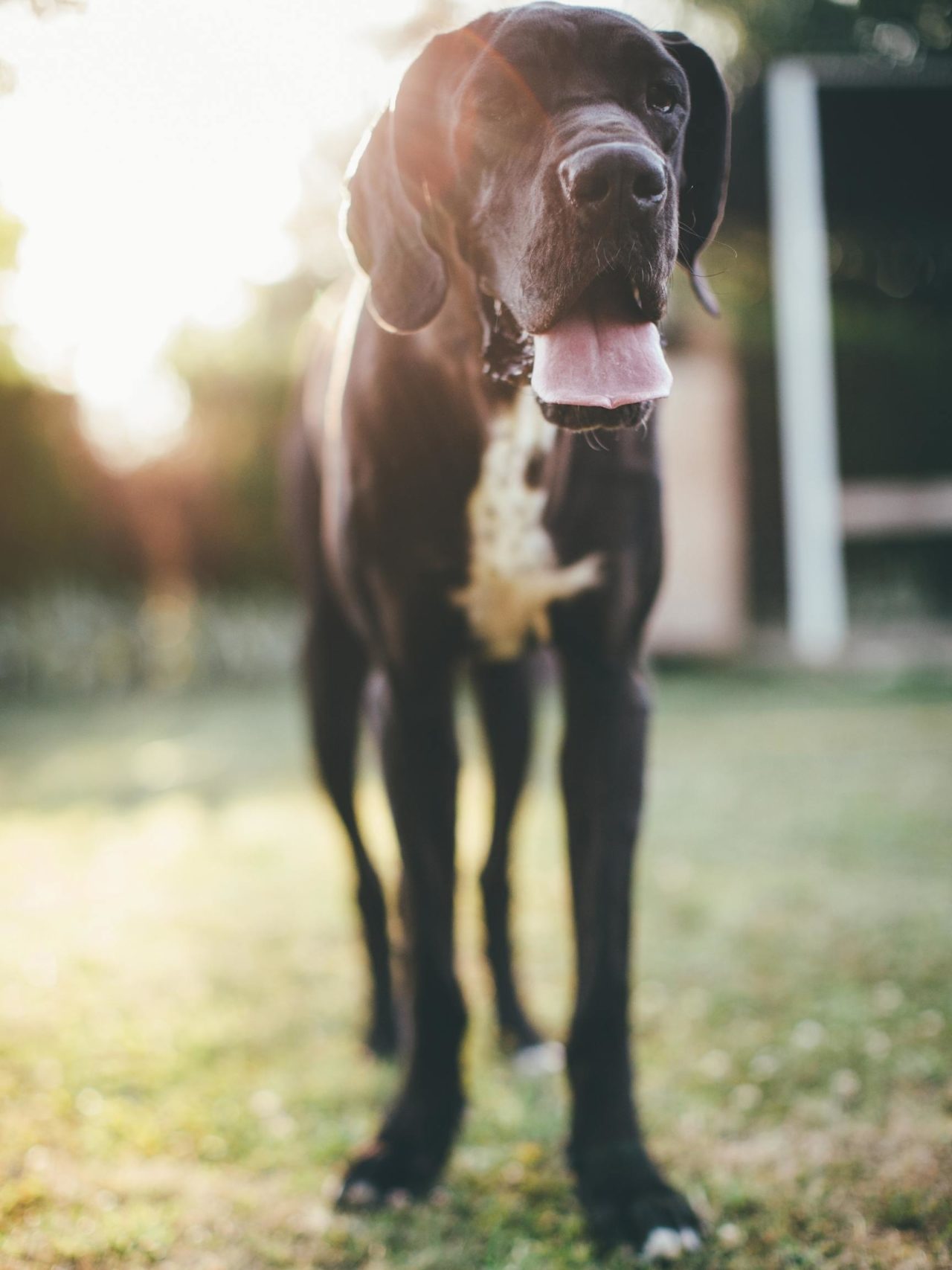 Are Great Danes Aggressive? - Hello Danes