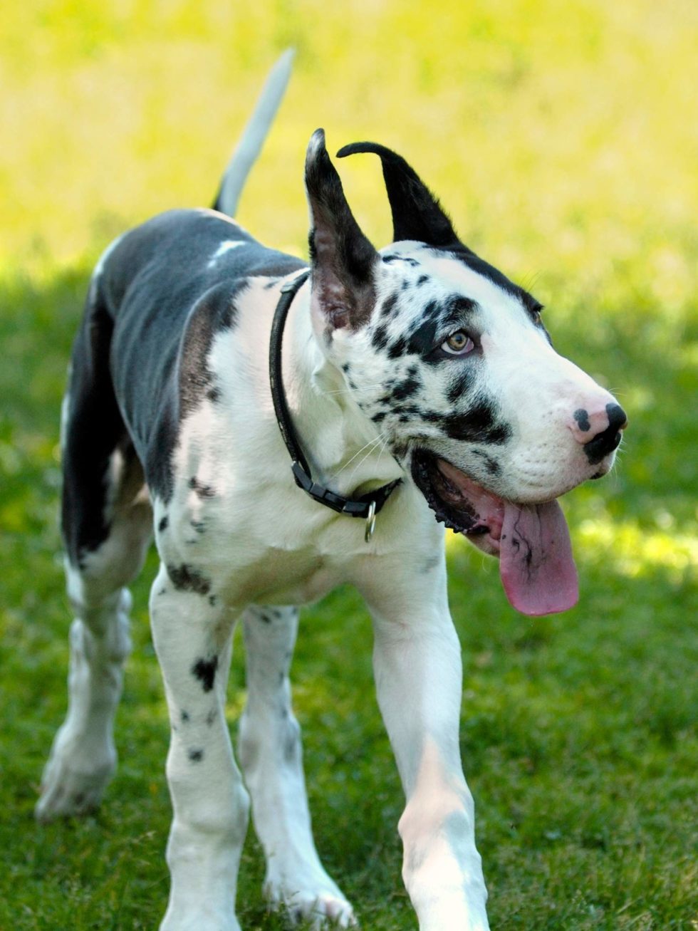 Great Dane with Cropped Ears - Hello Danes