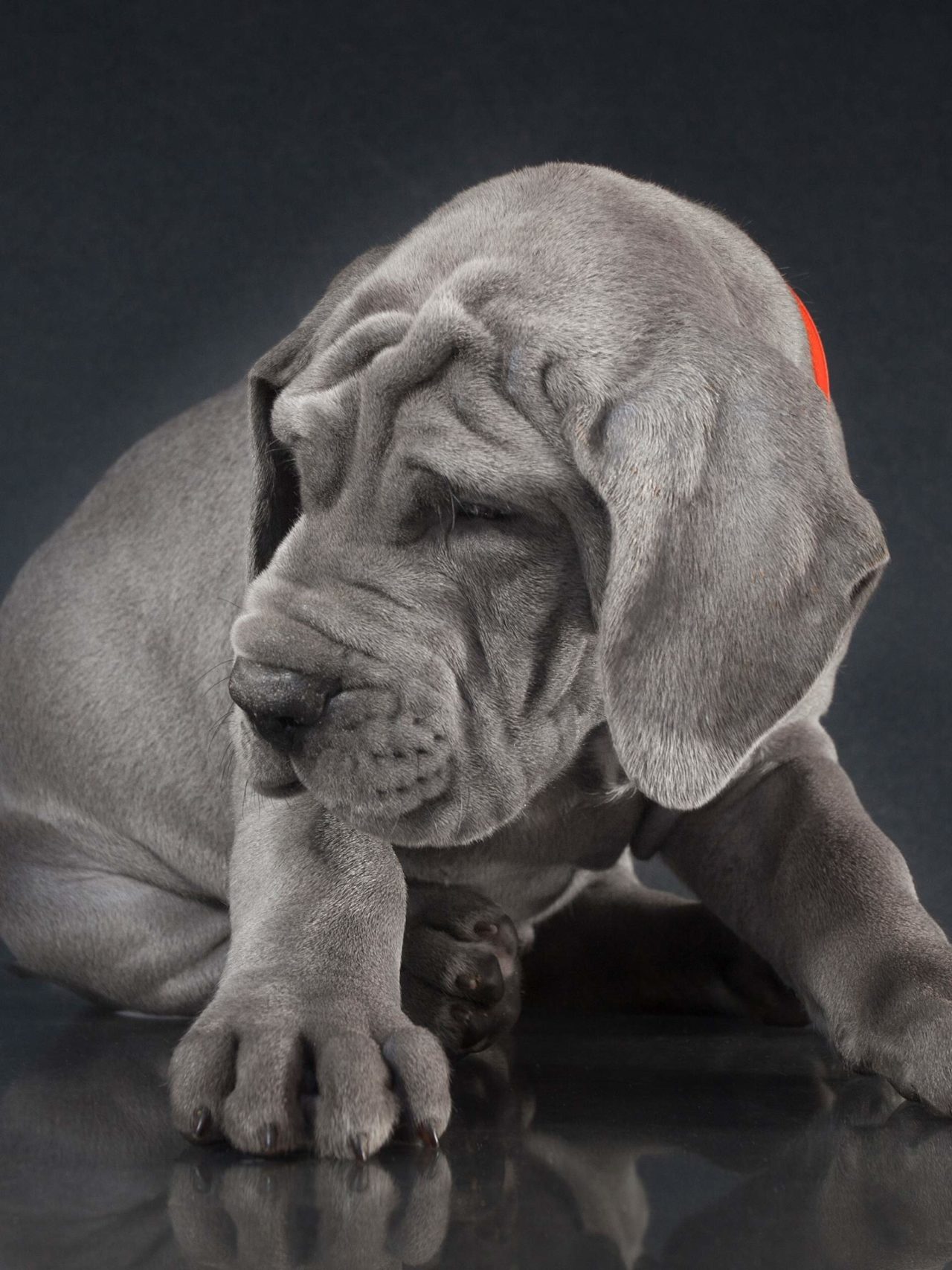 Great Dane Puppy Growth Chart - Hello Danes