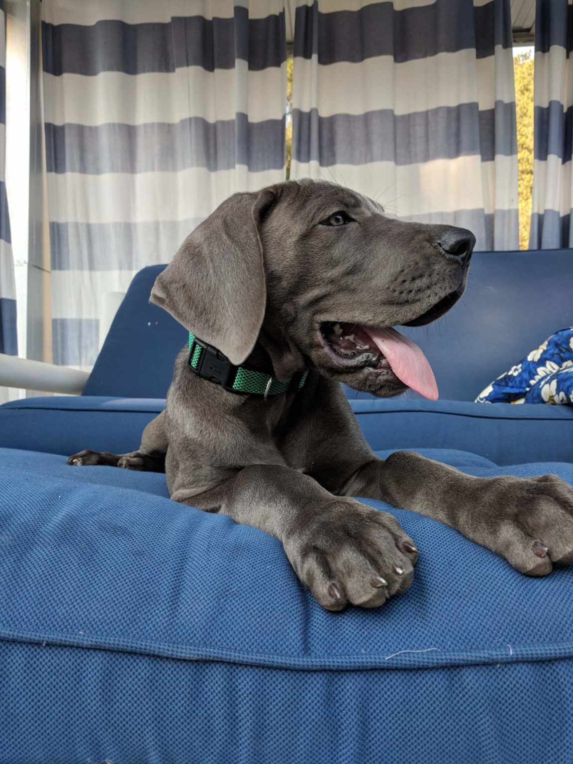 Great Dane Puppy Growth Chart - Hello Danes