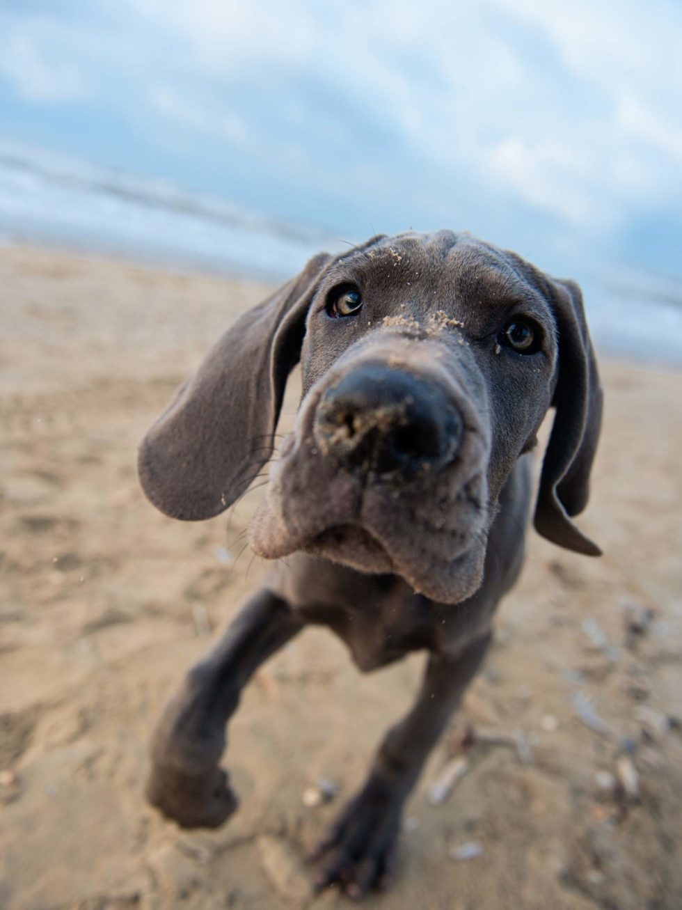 Blue Great Danes - Facts, Photos, and Care - Hello Danes