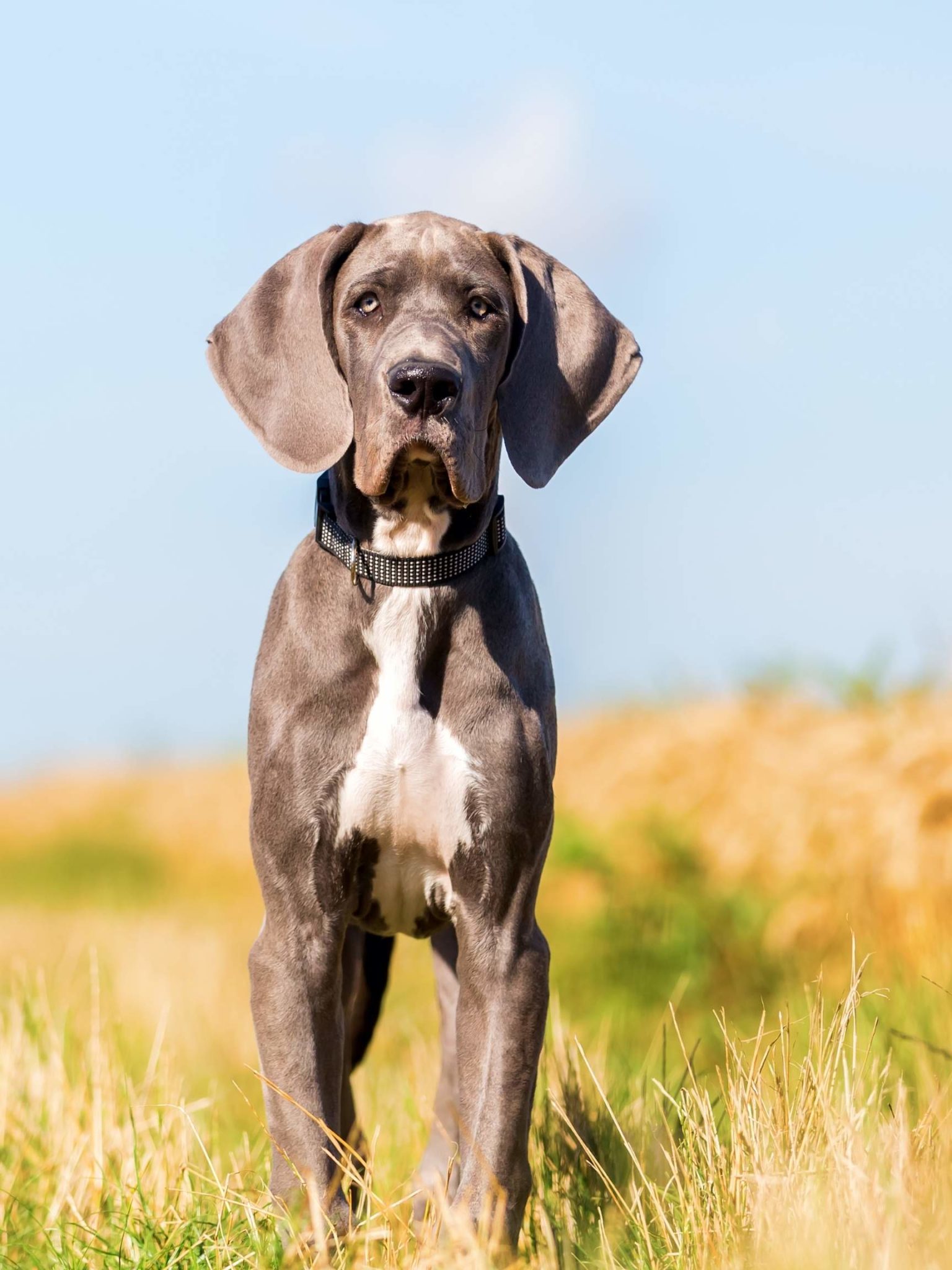 Are Great Danes Aggressive? - Hello Danes