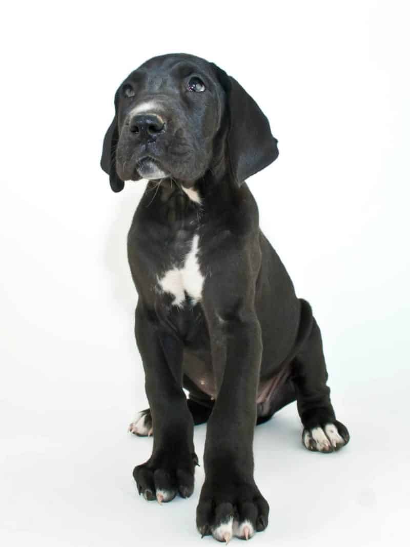 Great Dane Puppy Growth Chart - Hello Danes