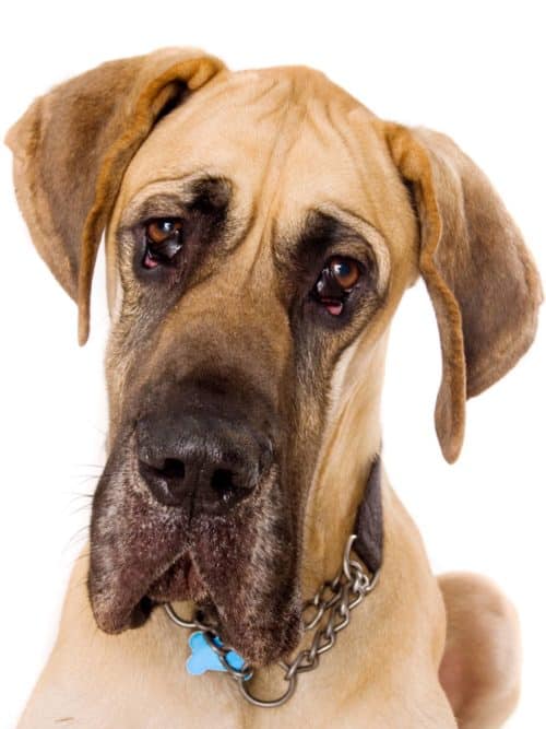 All About American Great Danes - Hello Danes