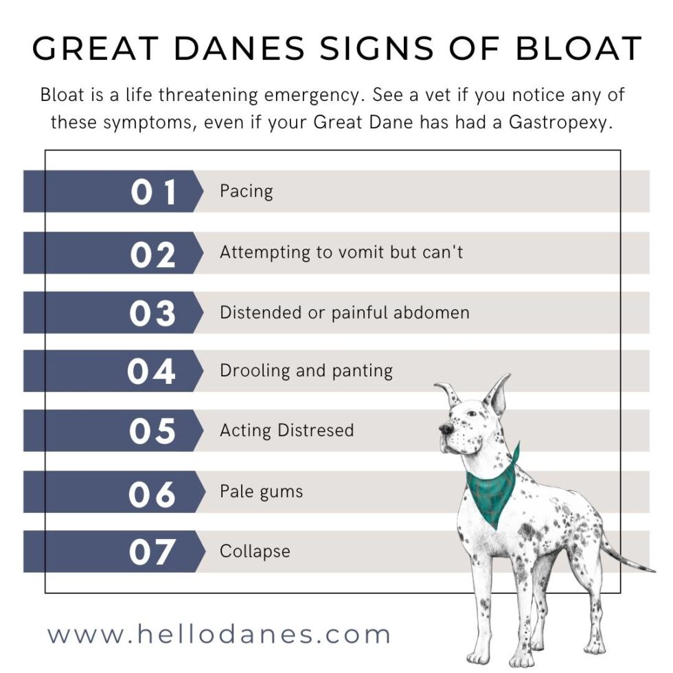 GREAT DANE BLOAT AND GUT HEALTH - Hello Danes