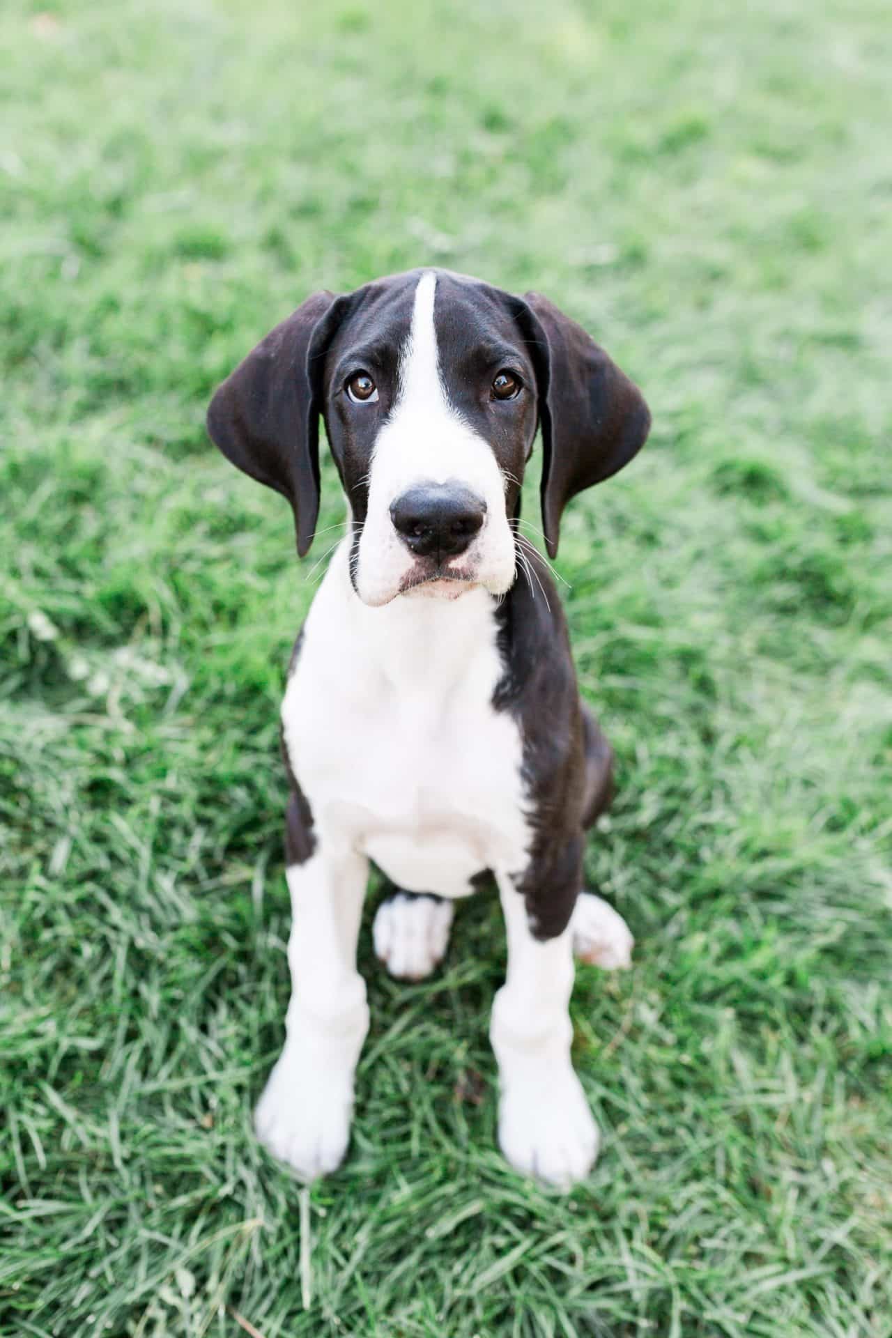 How to Care for a Great Dane puppy - Hello Danes