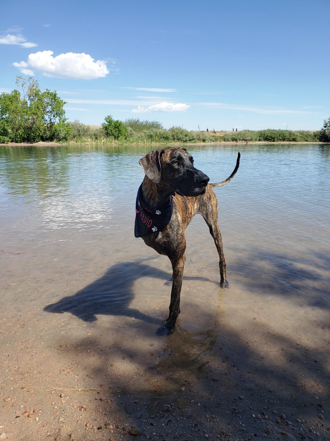 How to Care for a Three Legged Dog - The Ultimate Tripod Great Dane ...