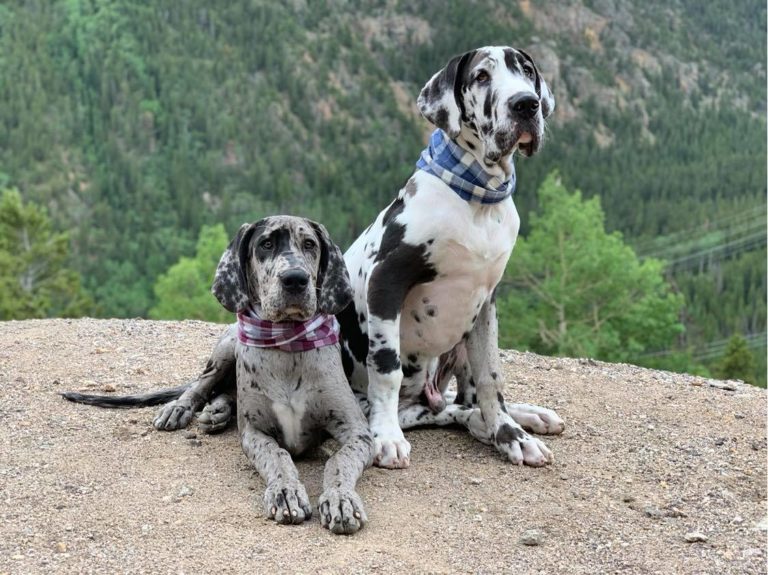 What Health Tests do Great Danes Need for Breeding? - Hello Danes