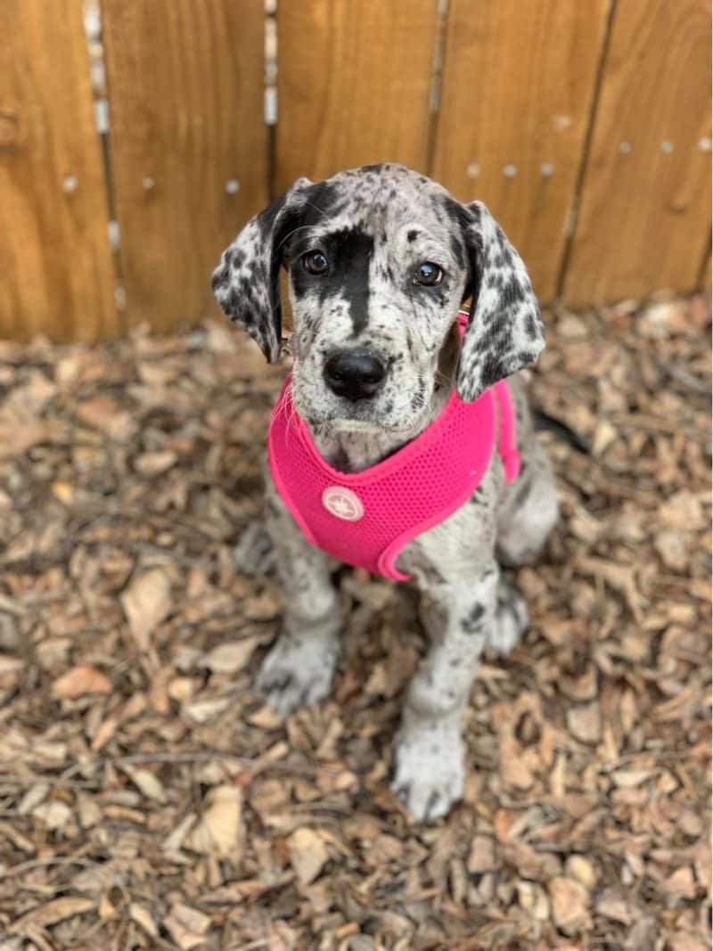 Great Dane Puppy Food - Hello Danes
