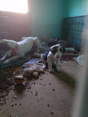 Bad Great Dane Breeders - Hello Danes