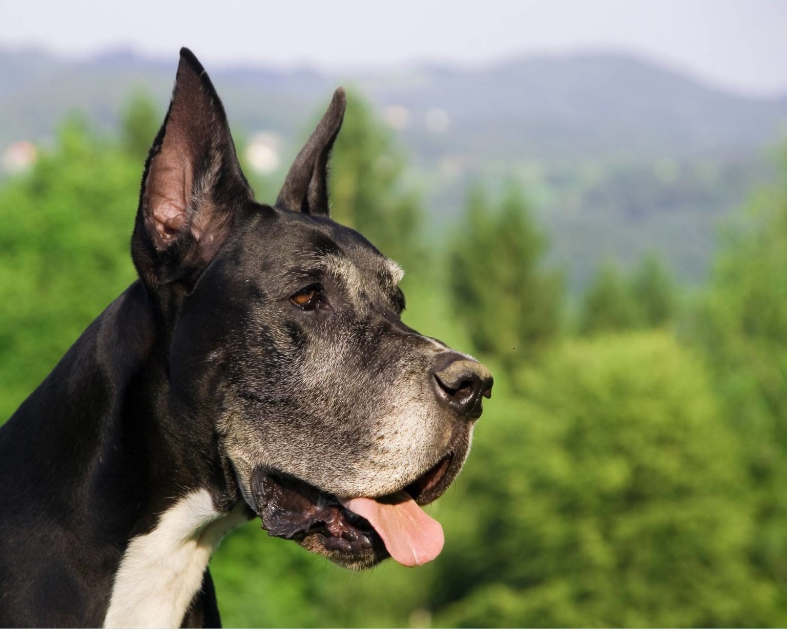 The 2 Sided Debate: Great Dane Ear Cropping - Hello Danes