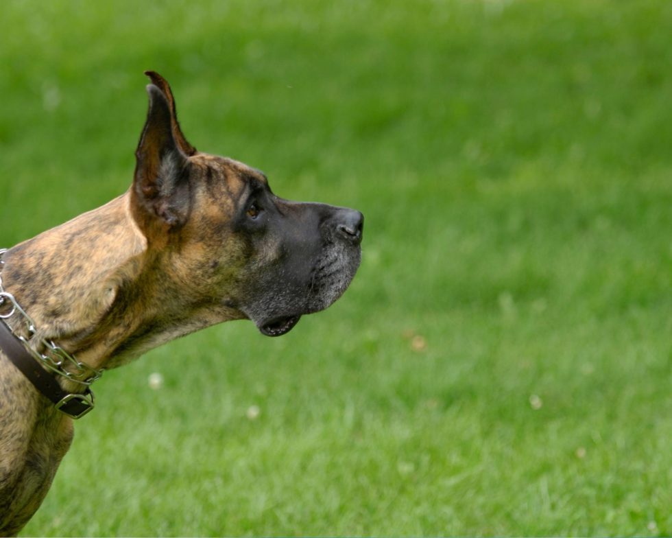 The 2 Sided Debate: Great Dane Ear Cropping - Hello Danes