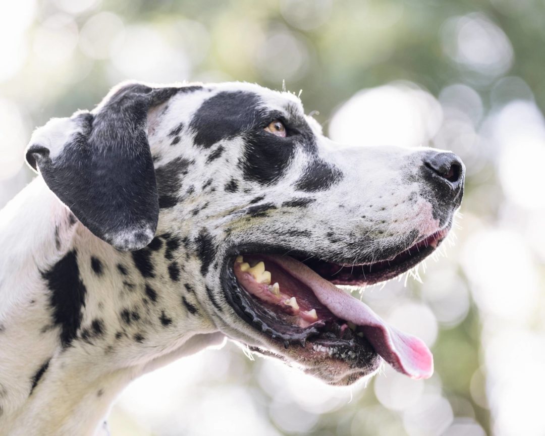 Are Great Danes Scared of Everything? - Hello Danes