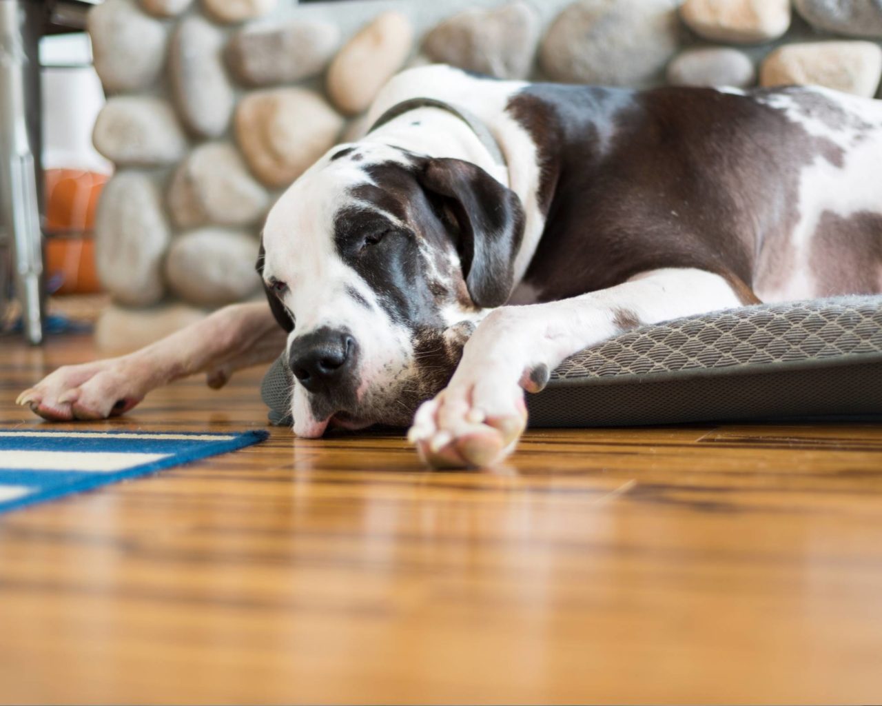 Are Great Danes Scared of Everything? - Hello Danes