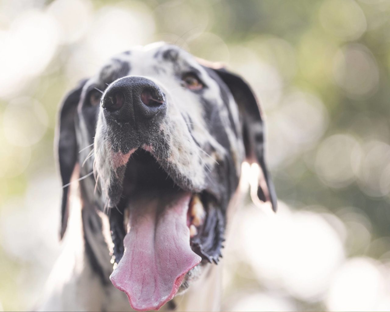 Bloat in Great Danes Research & the Resting After Meals Myth - Hello Danes
