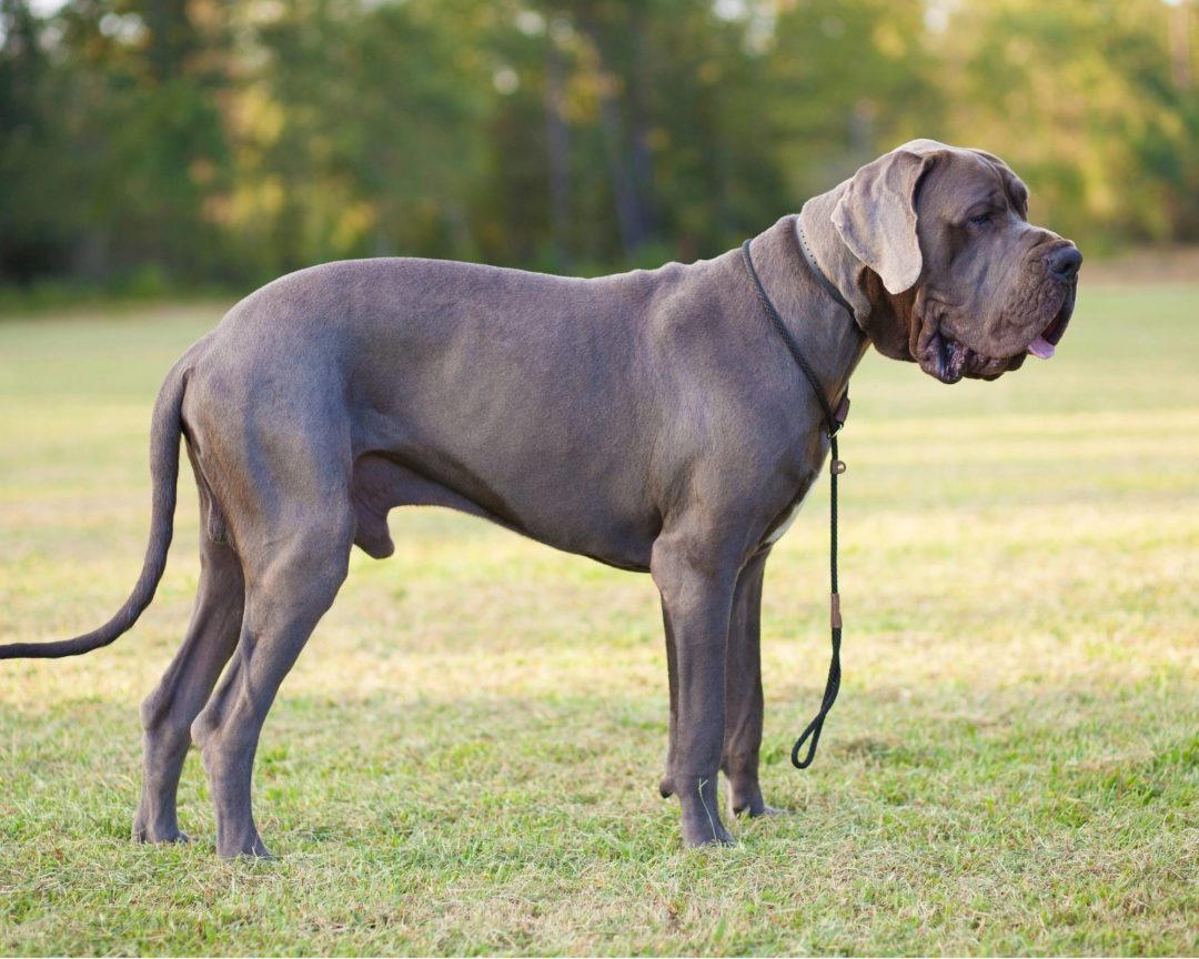 5 Obedience Commands Every Great Dane Should Know - Hello Danes
