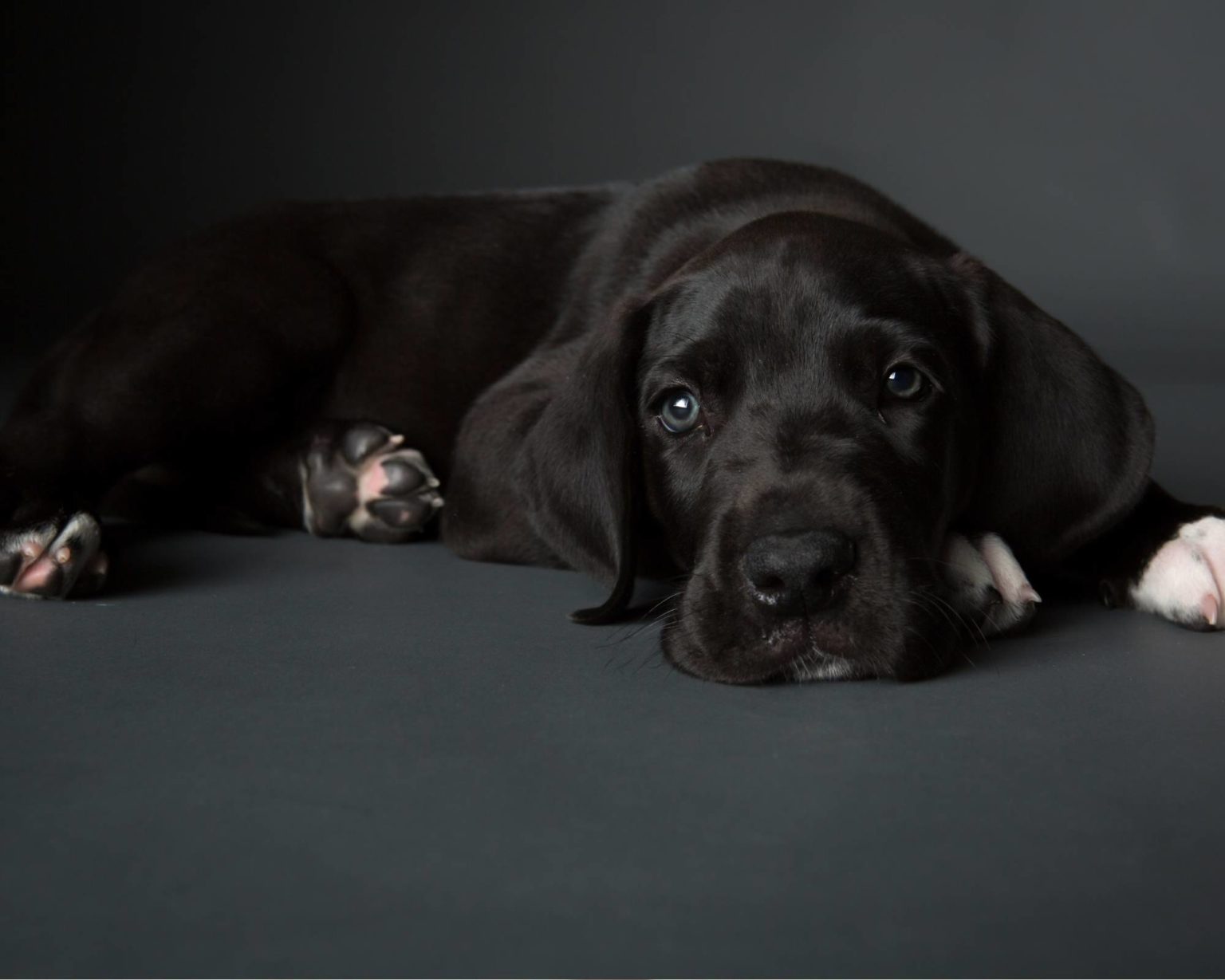 Miniature Great Danes: Everything You Need to Know - Hello Danes