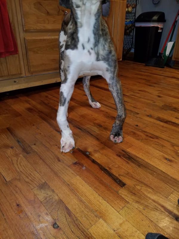 Is My Great Dane Puppy Knuckling? - Hello Danes