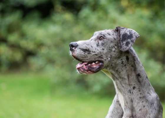 Miniature Great Danes: Everything You Need to Know - Hello Danes