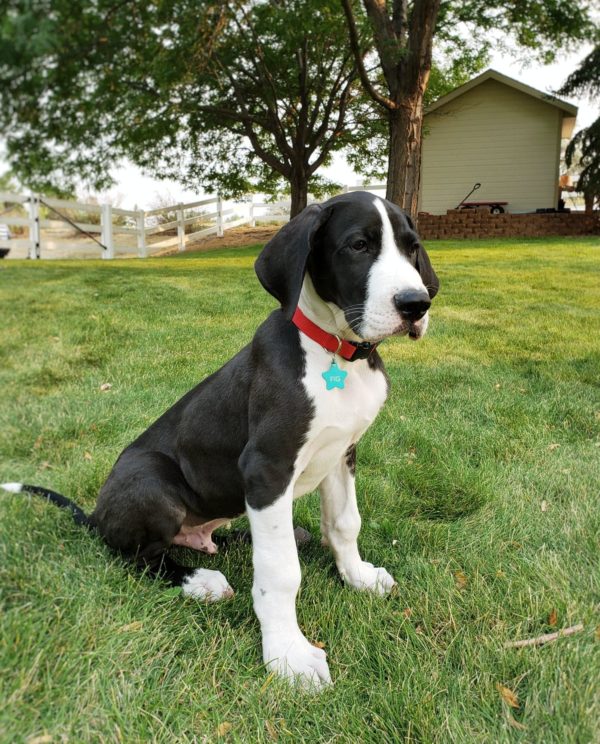 Is My Great Dane Puppy Knuckling? - Hello Danes