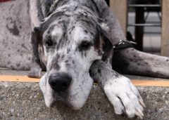 Are Great Danes Scared of Everything? - Hello Danes