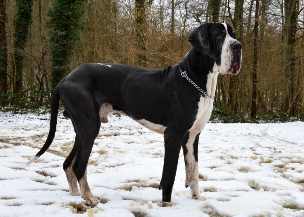 The Great Dane Breed Standard - Hello Danes