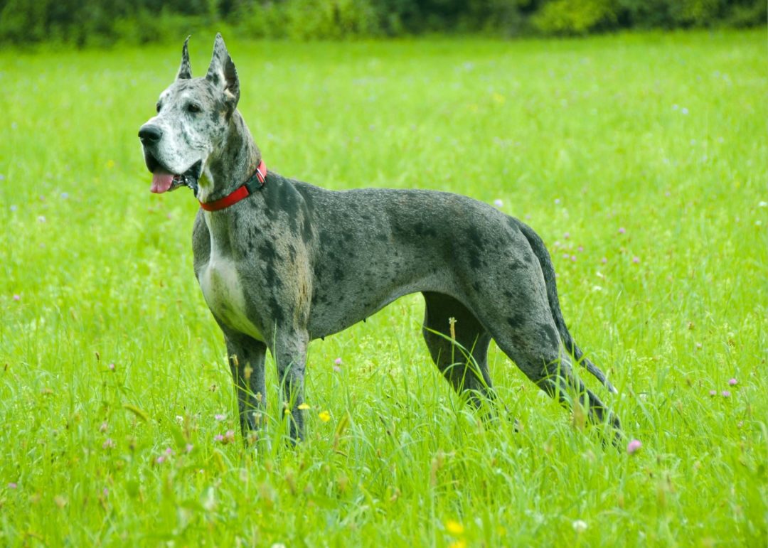 The Best E-Collars for Great Danes - Hello Danes