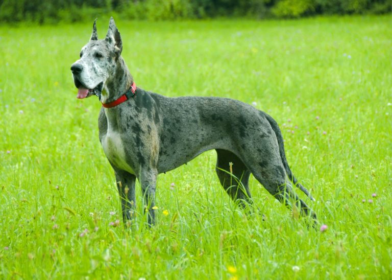 What is the GDCA Great Dane Club of America? - Hello Danes