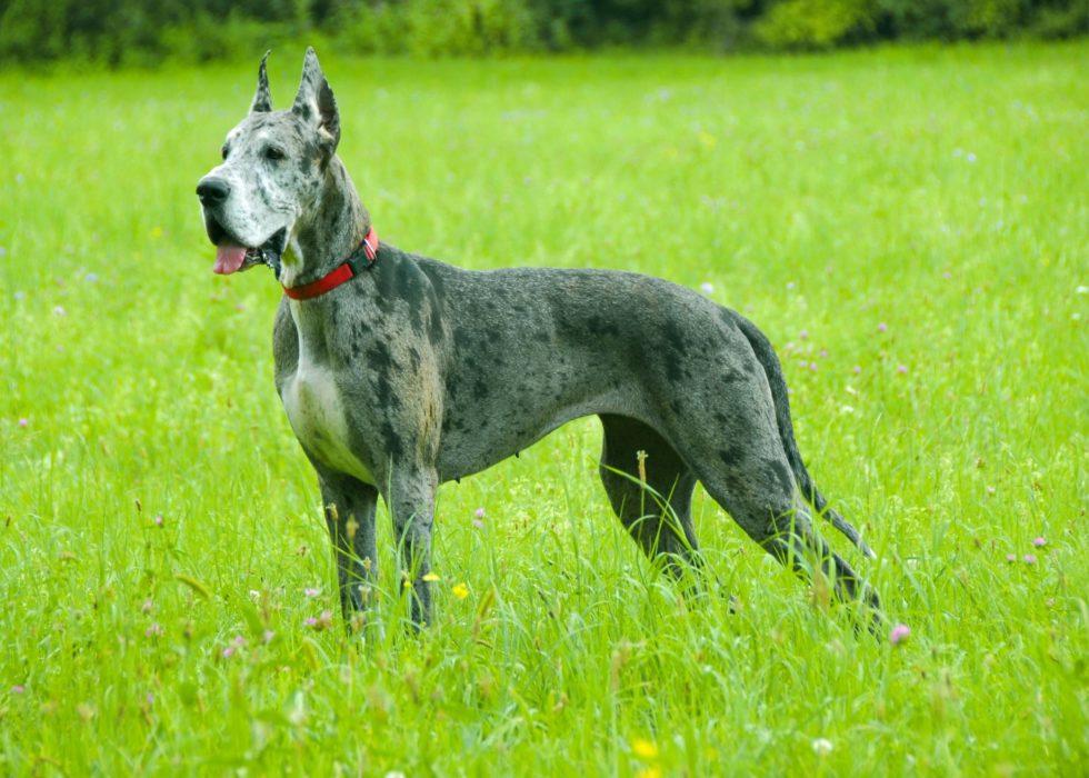 The 2 Sided Debate: Great Dane Ear Cropping - Hello Danes