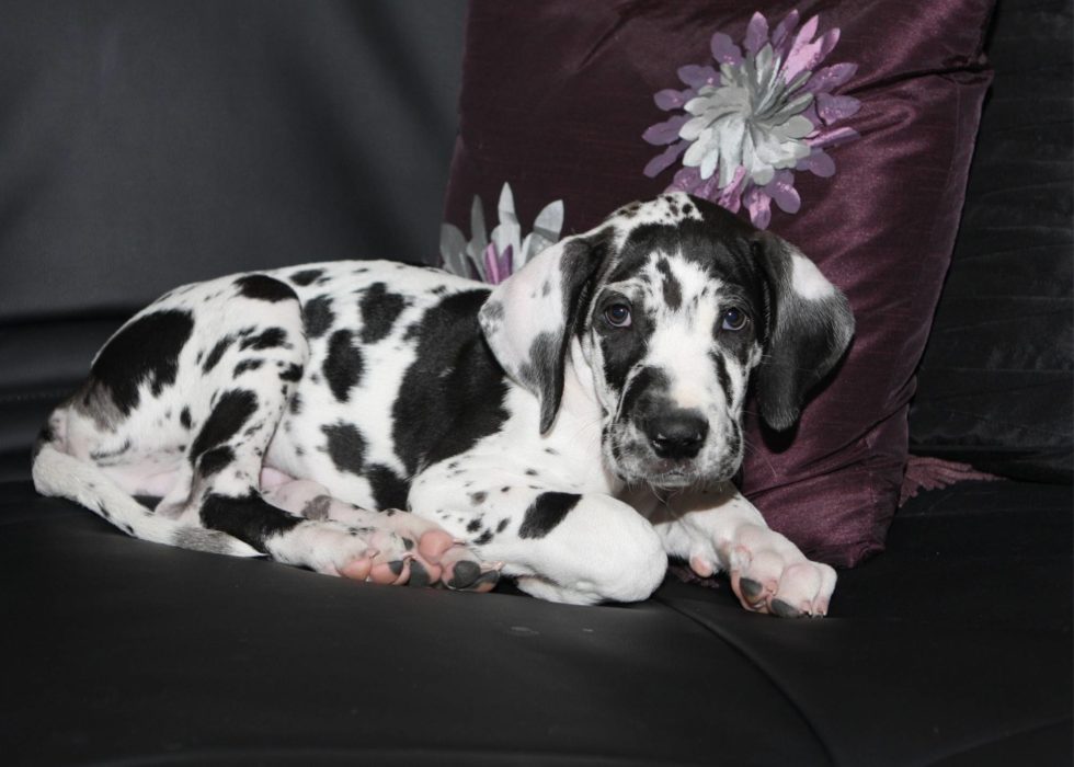 Miniature Great Danes: Everything You Need to Know - Hello Danes