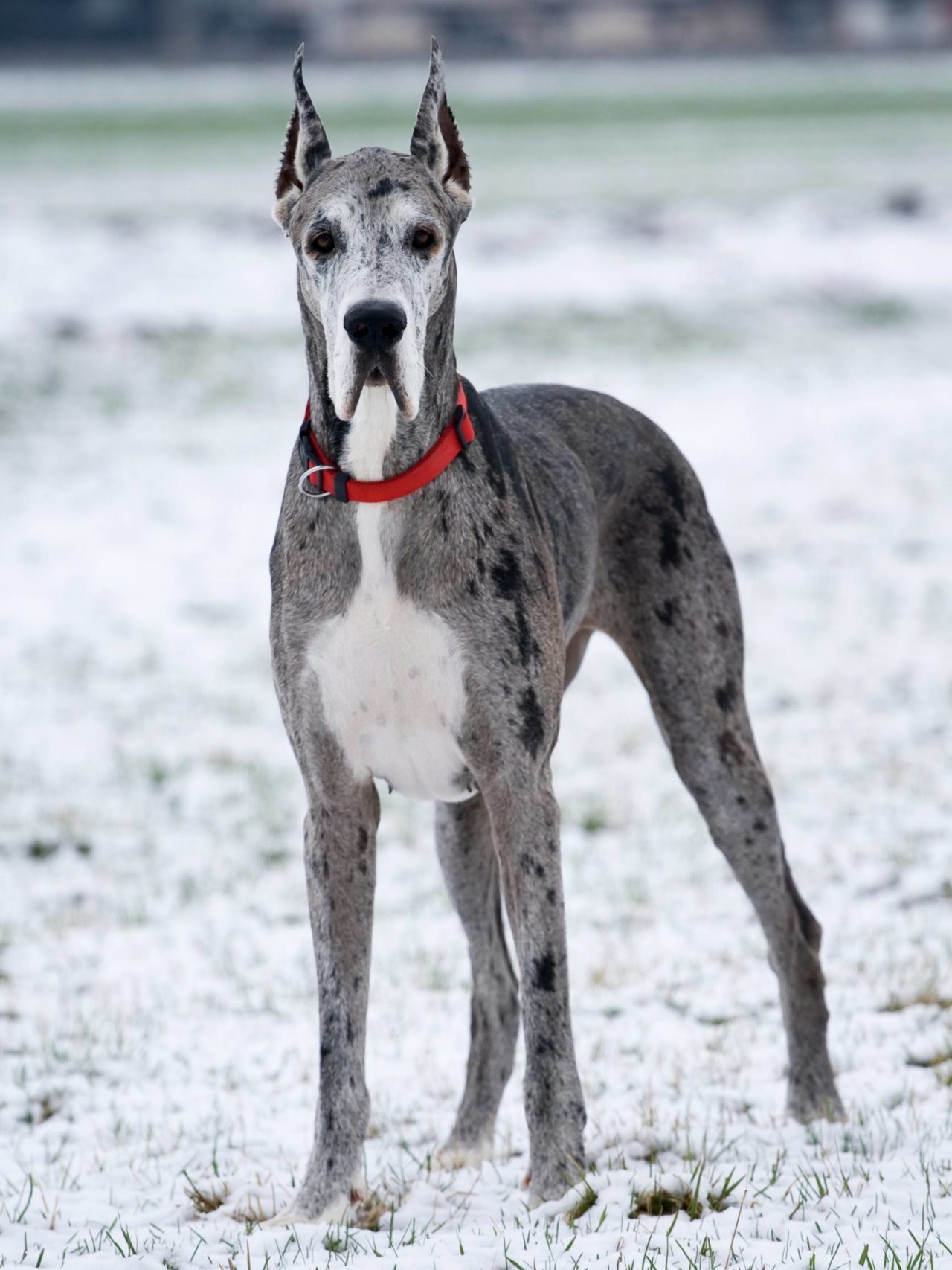 What Health Tests do Great Danes Need for Breeding? - Hello Danes