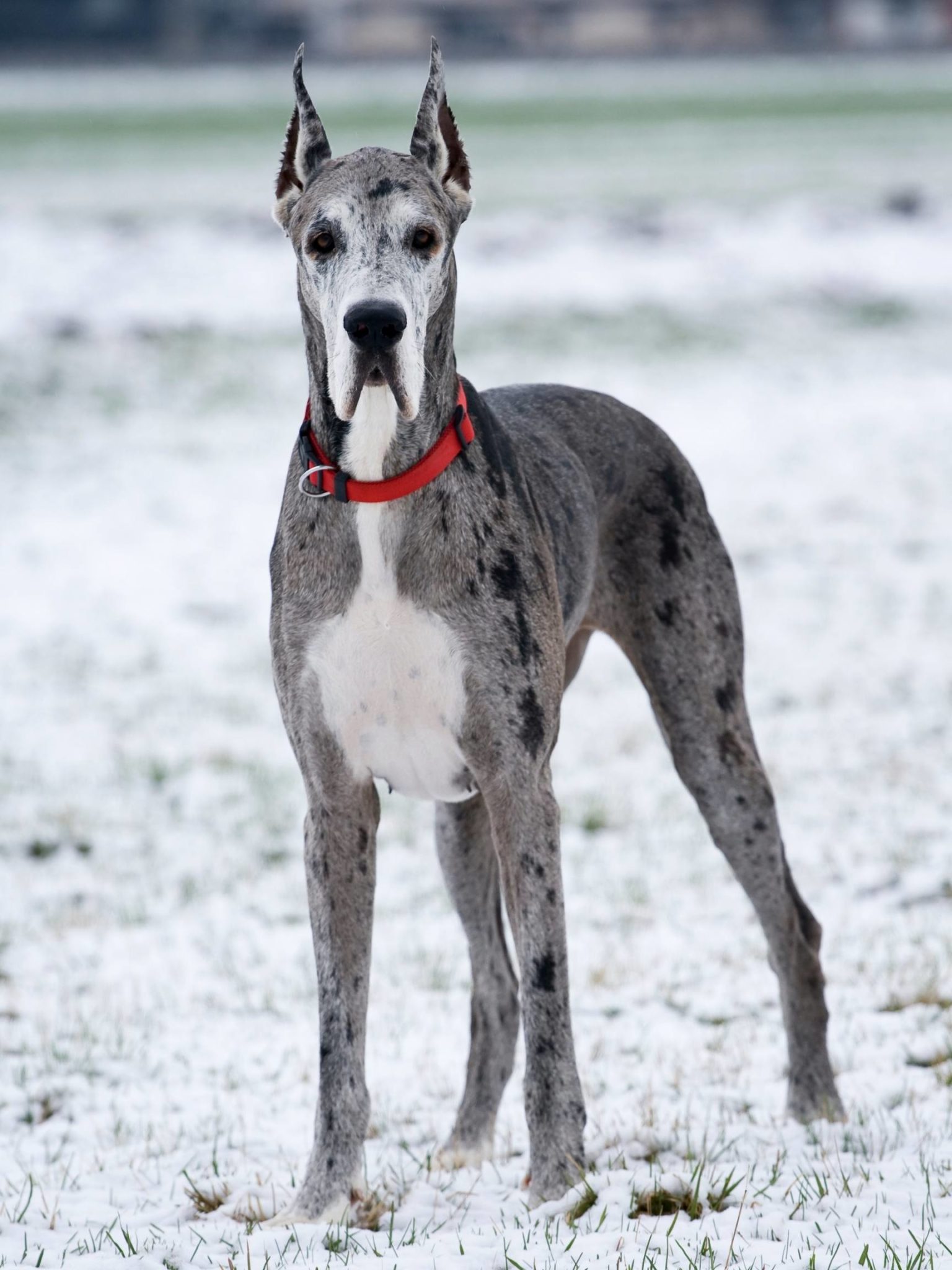 What Health Tests do Great Danes Need for Breeding? - Hello Danes