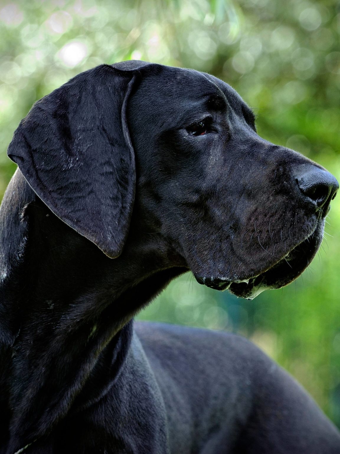 Ear Cropping & Taping Cropped Ears on Great Danes - Hello Danes