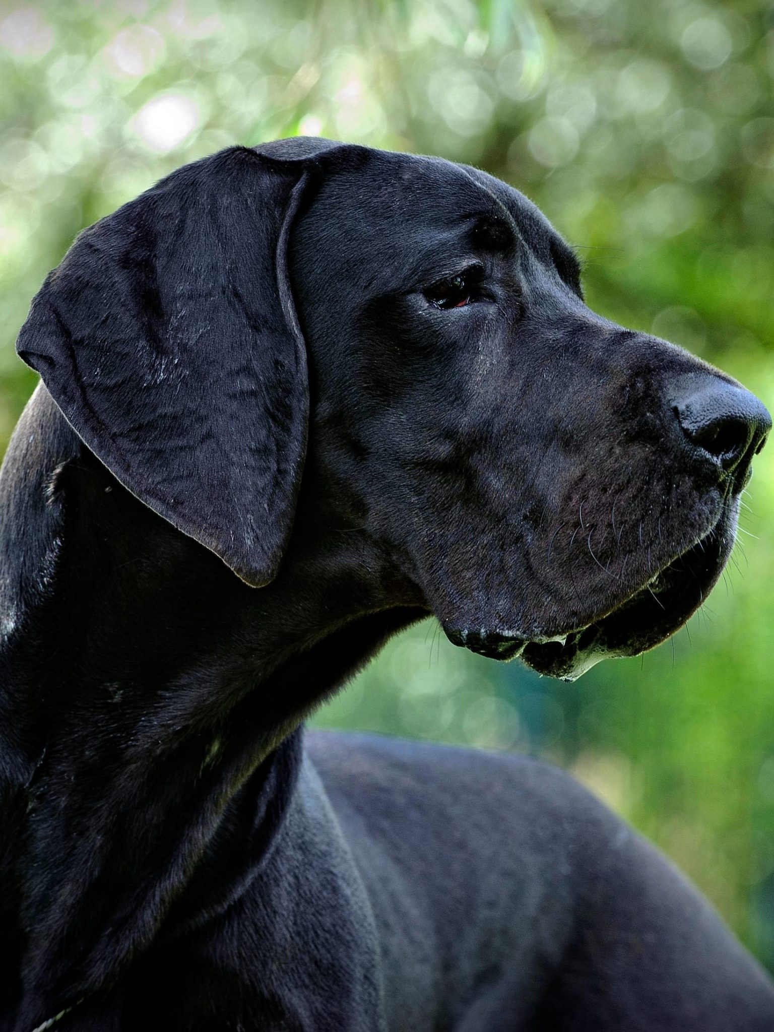 Bloat in Great Danes Research & the Resting After Meals Myth - Hello Danes