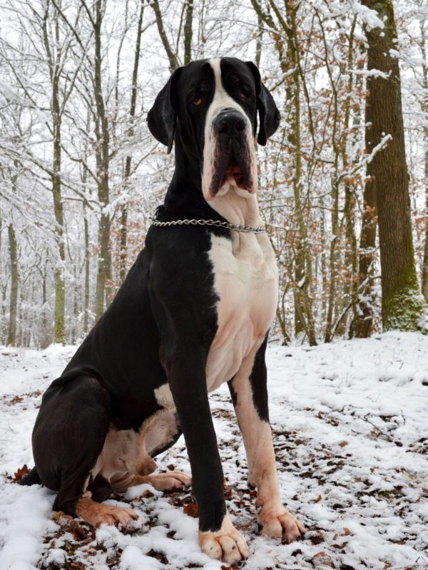 Photos of Great Danes: A Collection of 20 Beautiful Photos - Hello Danes