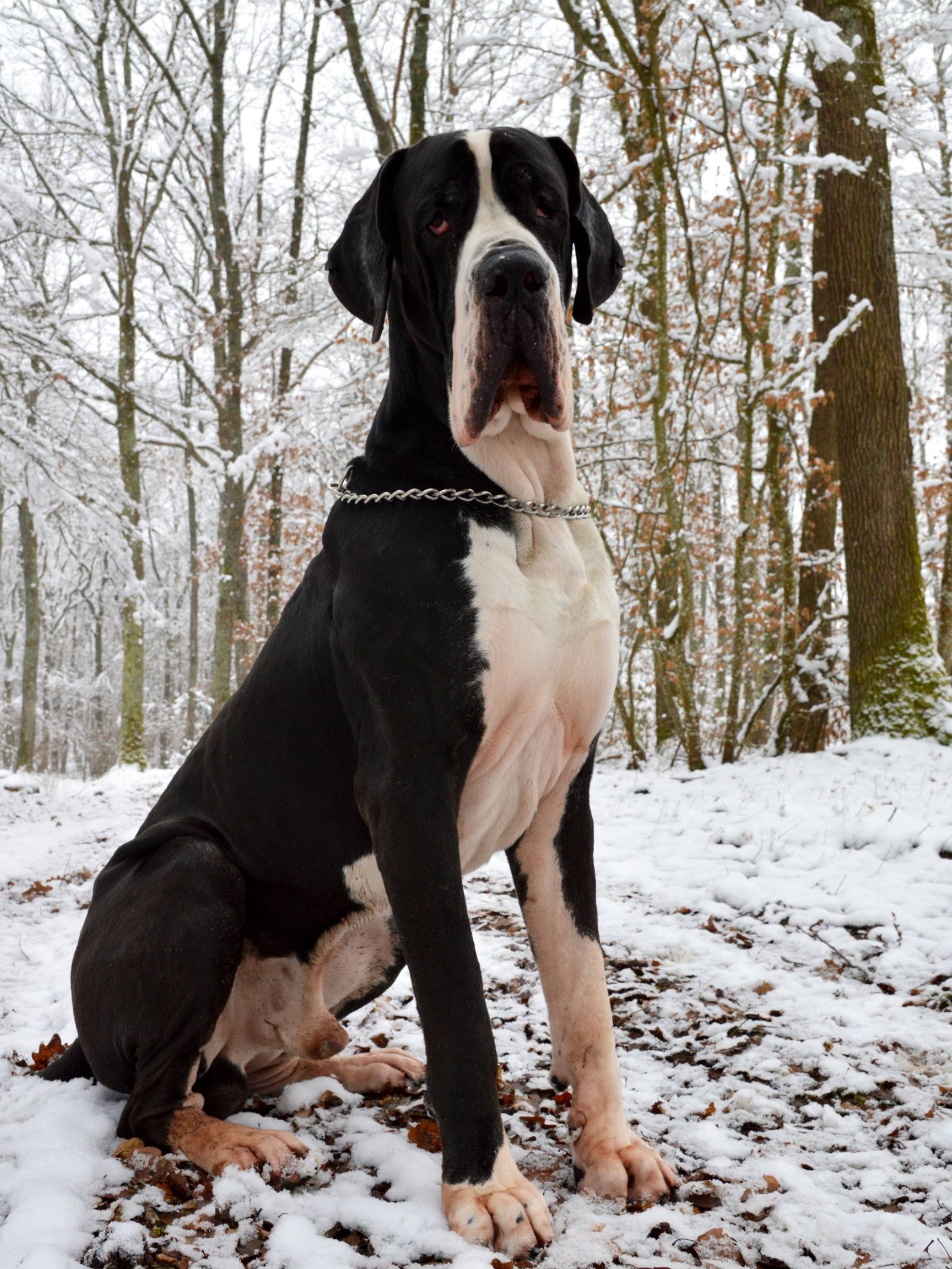 What Does Euro Mean In Great Danes Hello Danes