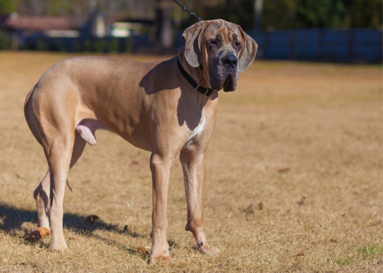 How Long Do Great Danes Live? - Hello Danes