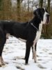 Photos of Great Danes: A Collection of 20 Beautiful Photos - Hello Danes
