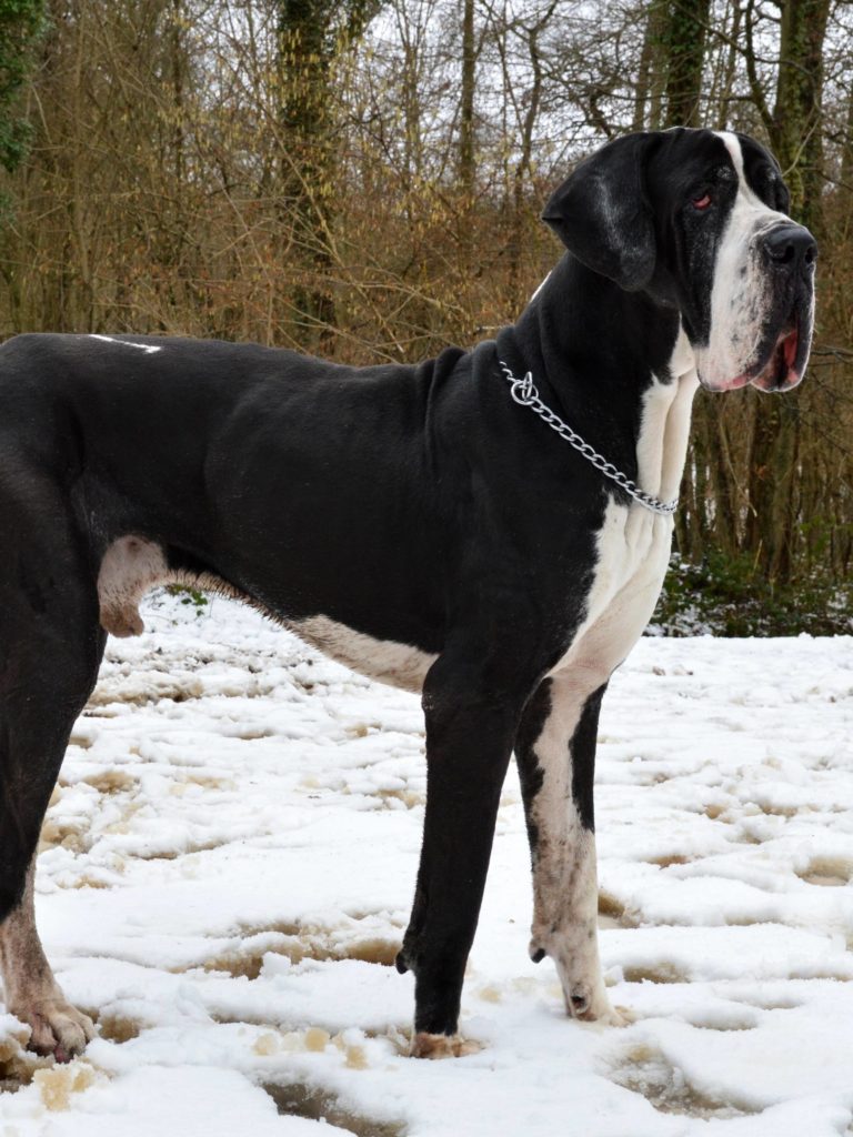 Photos of Great Danes: A Collection of 20 Beautiful Photos - Hello Danes