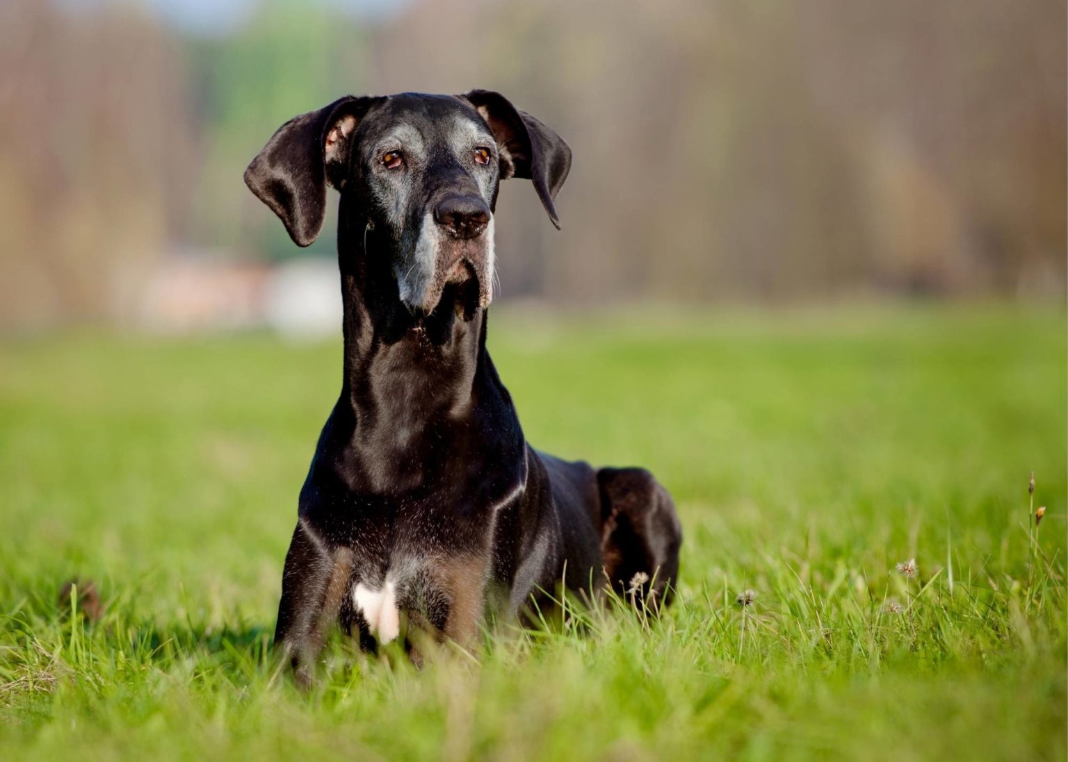 Great Dane Colors - Hello Danes