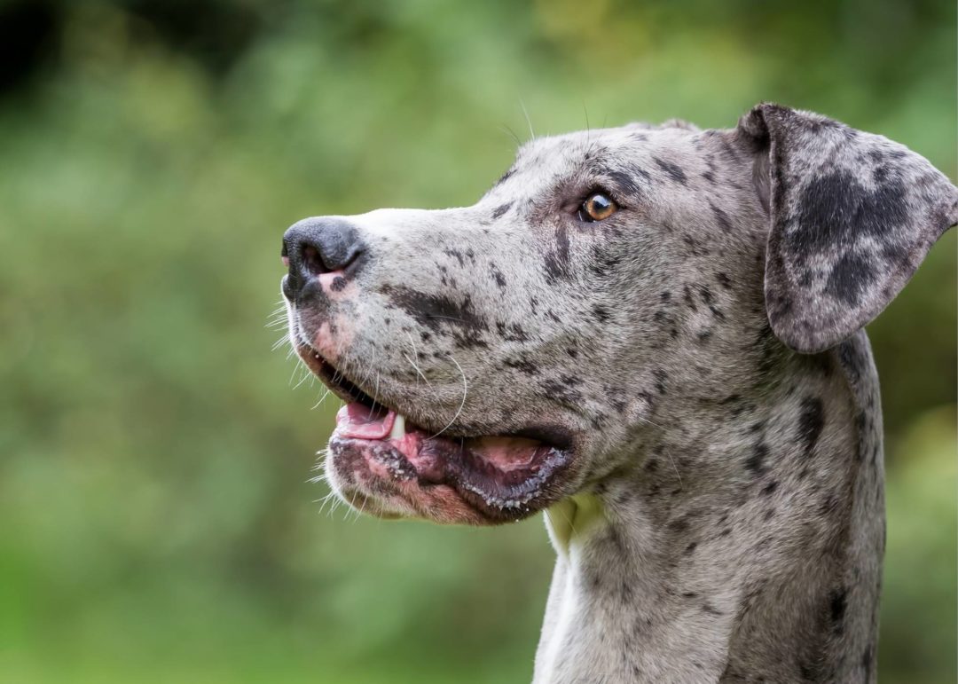 Are Great Danes Scared of Everything? - Hello Danes