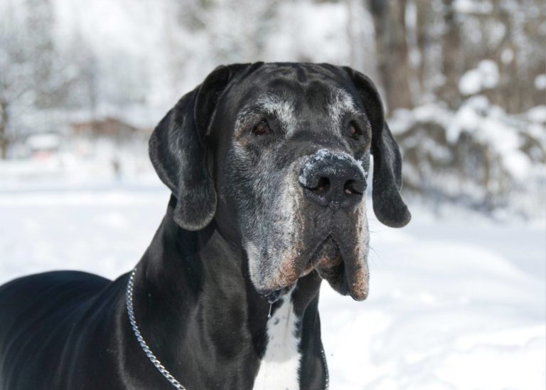 How to Make a Great Dane Live Longer - Hello Danes
